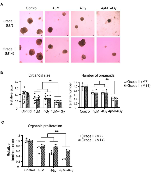 《Neuro-Oncology》2021年11月文章 - 脑医汇