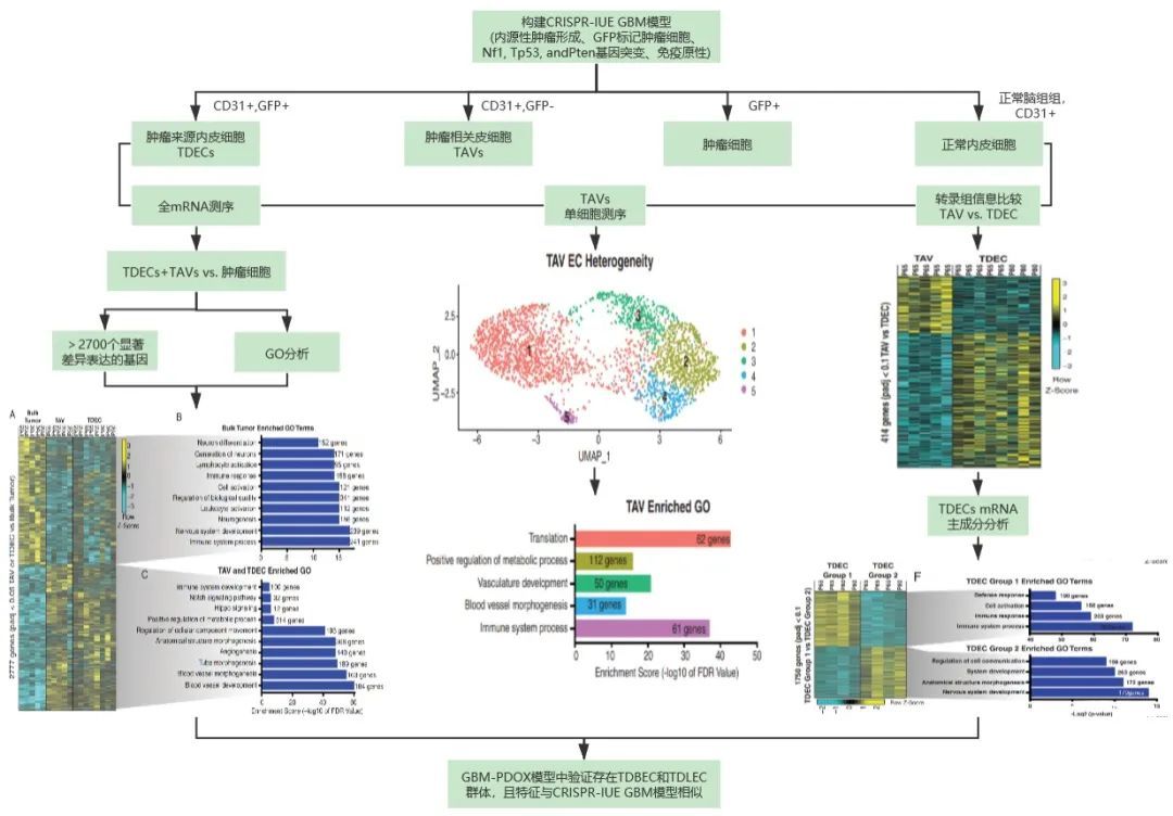 《Neuro-Oncology》2021年6月文章 - 脑医汇 - 神外资讯 - 神介资讯