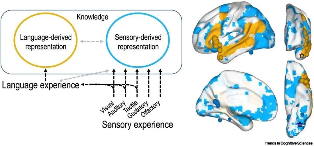 Trends in Cognitive Sciences编辑推荐的2021年度综述 - 脑医汇