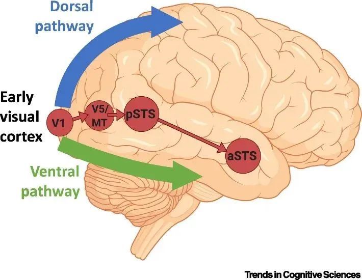 Trends in Cognitive Sciences编辑推荐的2021年度综述 - 脑医汇