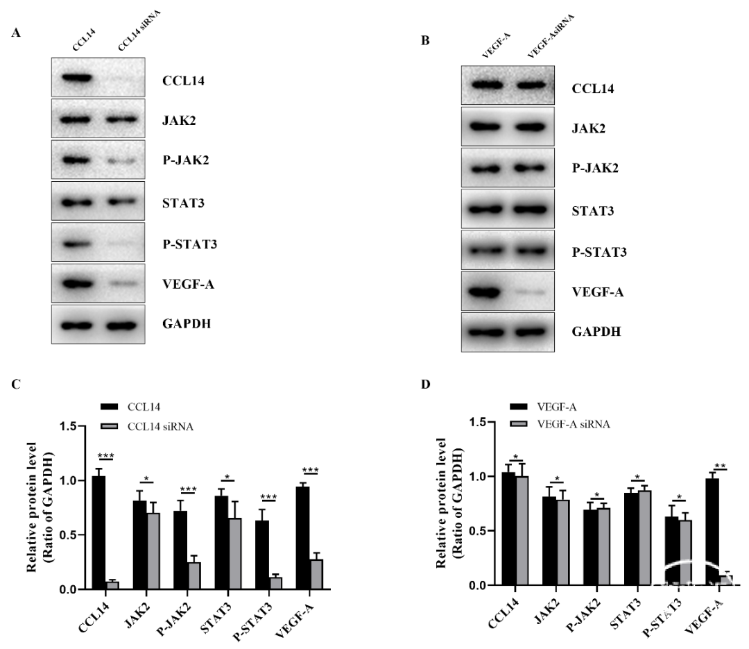 【中国声音】CCL14通过促进人类颈动脉斑块的新生血管而加剧斑块内的脆弱性 - 脑医汇