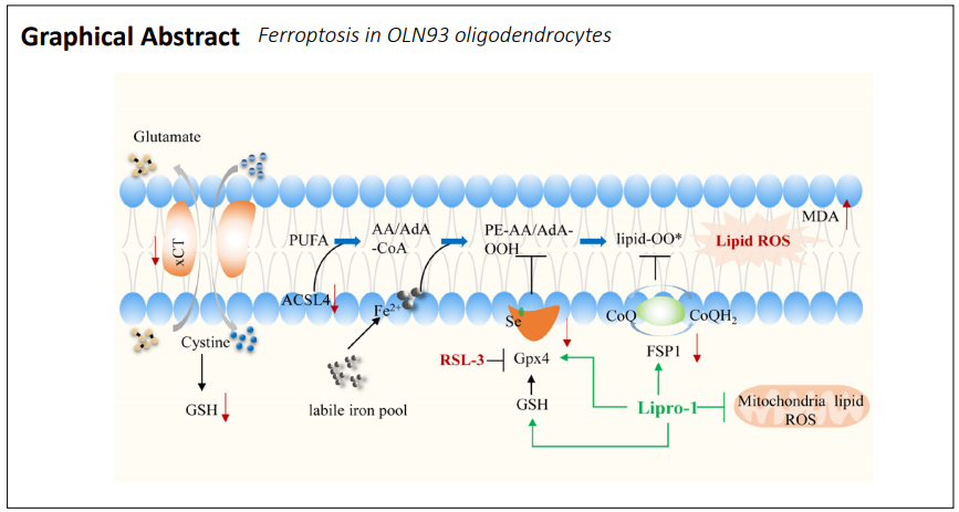 2021年度NRR最具价值文章分享系列一：高被引 - 脑医汇