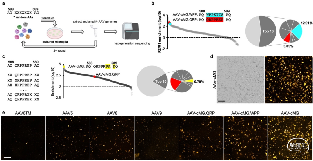 Nature Methods丨罗敏敏实验室开发出一系列能够在体内和体外高效侵染小胶质细胞的新型rAAV载体 - 脑医汇