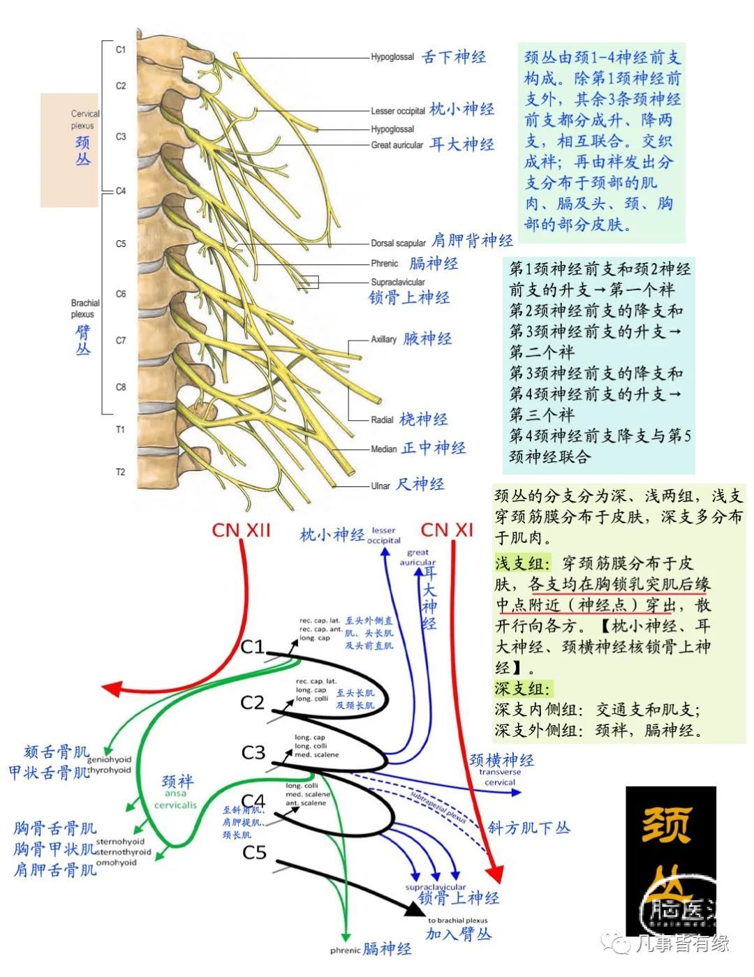【解剖笔记】脊神经的前、后、脊膜及交通支 脑医汇