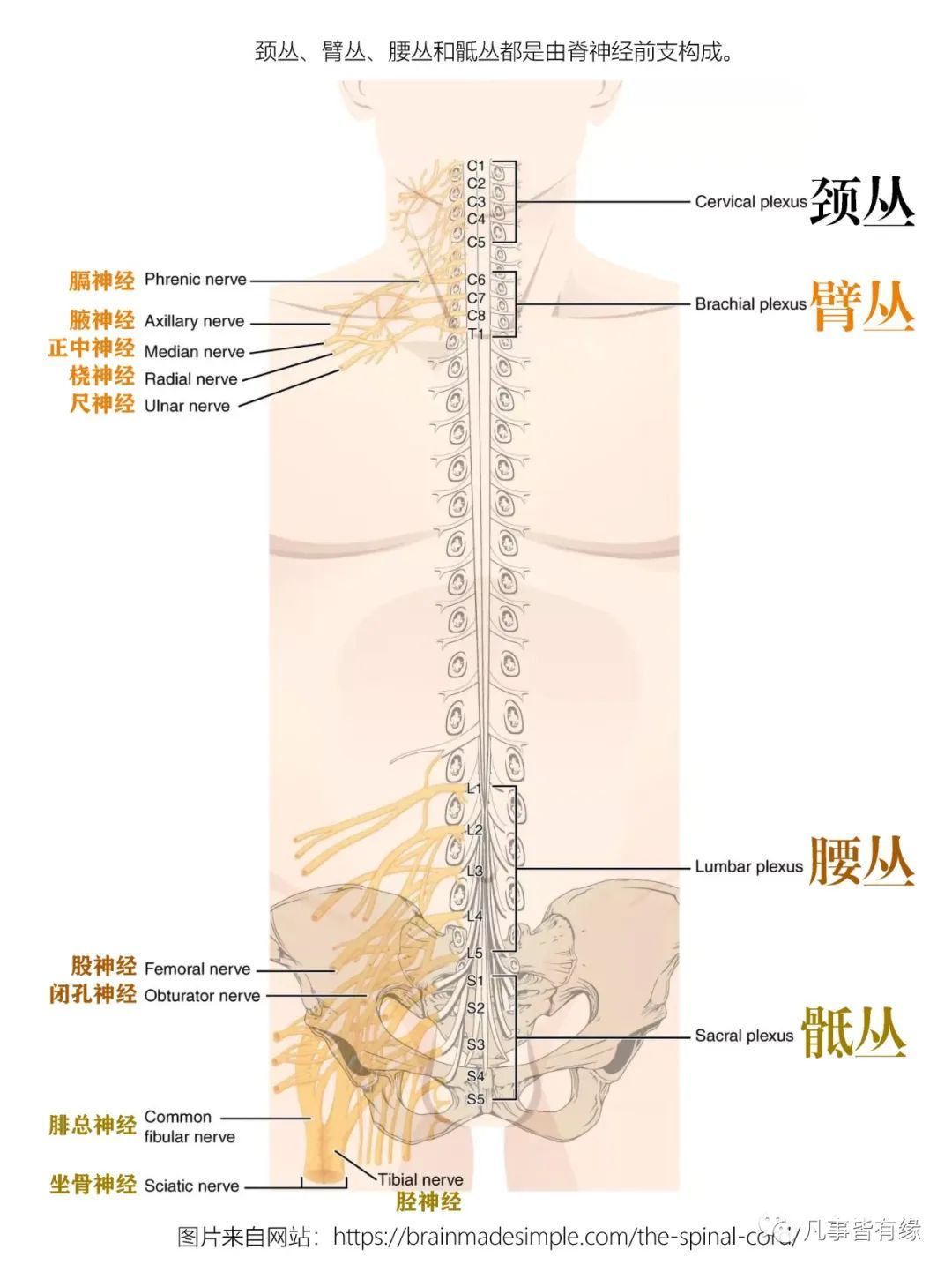 【解剖笔记】脊神经的前、后、脊膜及交通支 脑医汇