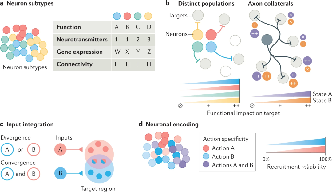 重磅综述 Nat. Rev Neurosci丨绘制脑干和基底节运动网络（四） - 脑医汇