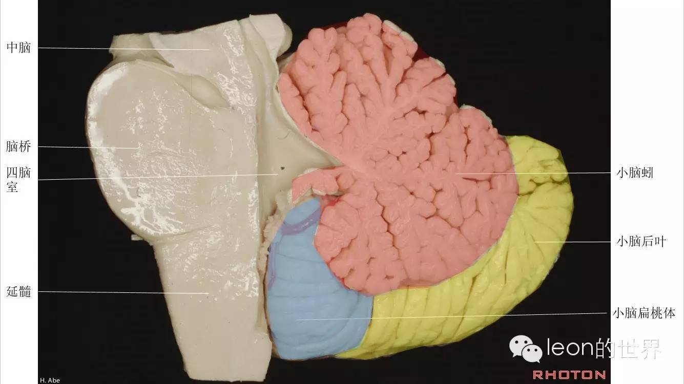 【雷霆解剖系列】小脑解剖及功能 脑医汇
