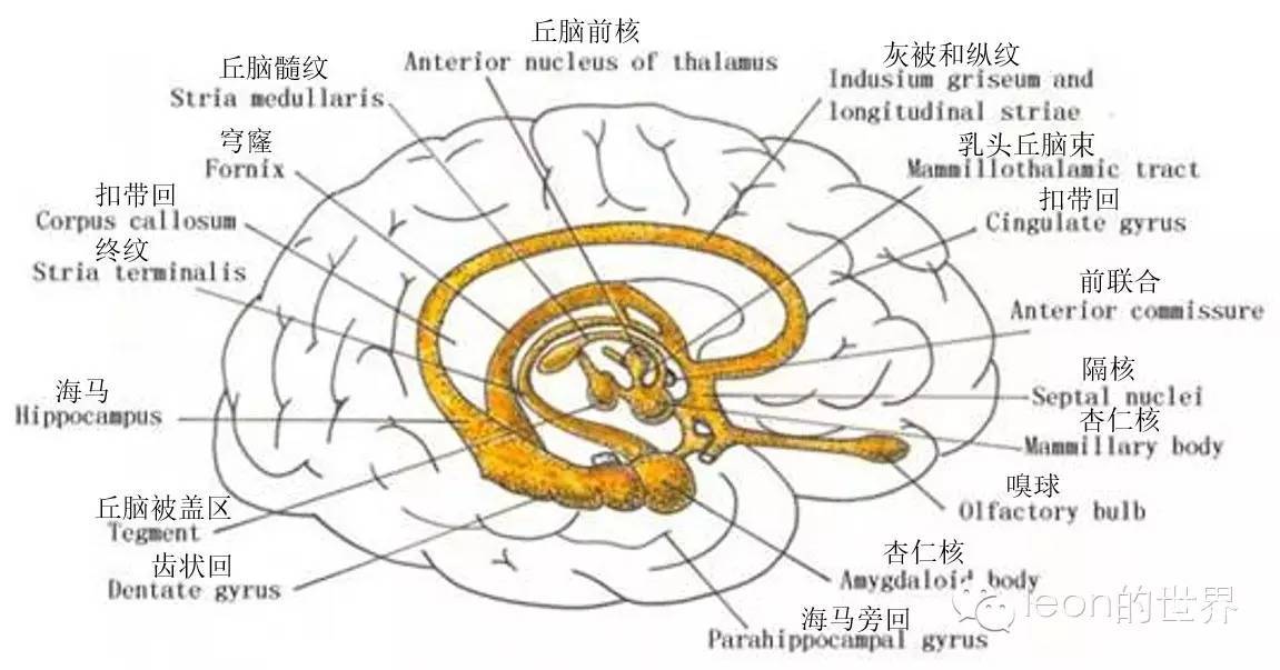 【雷霆解剖系列】边缘系统解剖 脑医汇