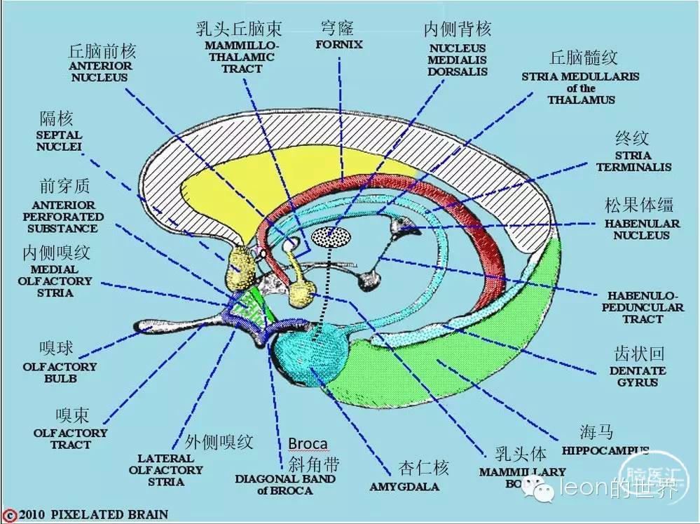 【雷霆解剖系列】边缘系统解剖 脑医汇