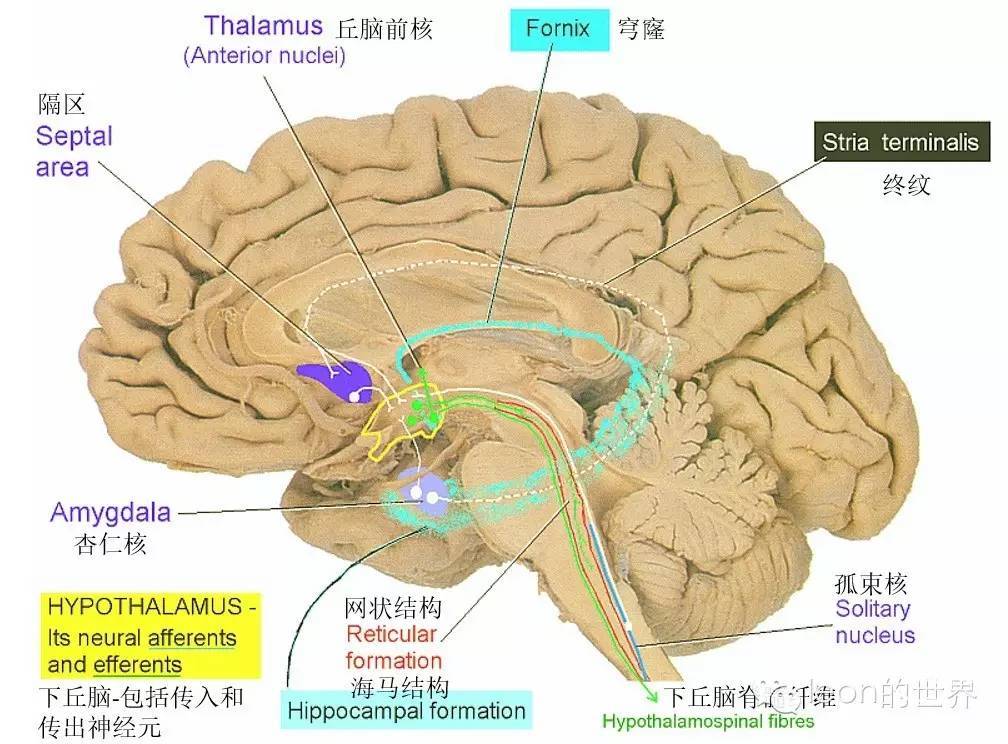 【雷霆解剖系列】边缘系统解剖 脑医汇