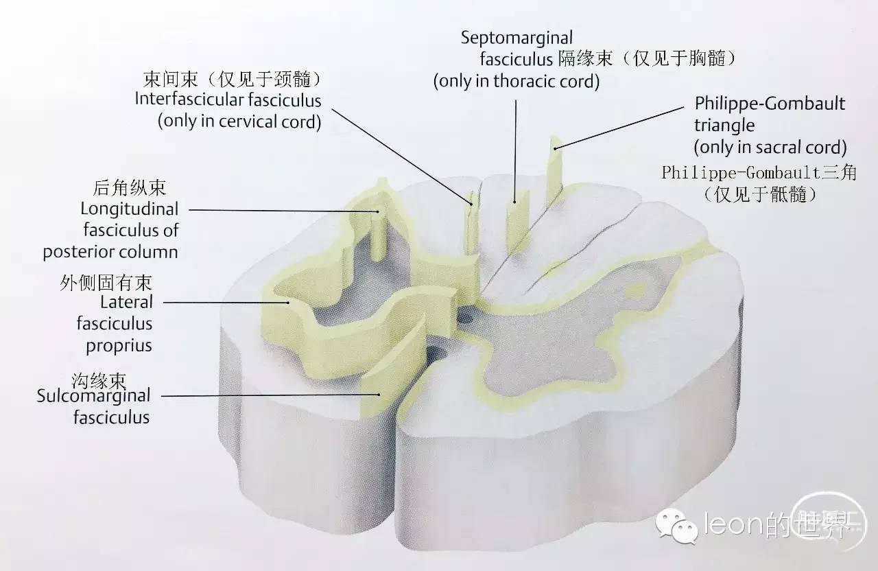 【雷霆解剖系列】脊髓解剖 脑医汇