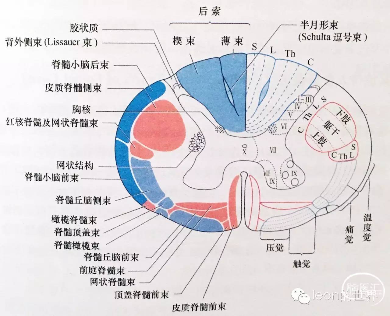 【雷霆解剖系列】脊髓解剖 脑医汇