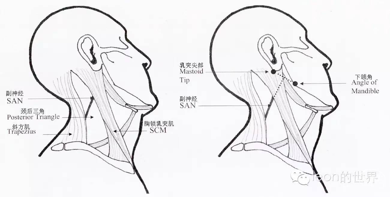 【雷霆解剖系列】副神经解剖及功能 脑医汇