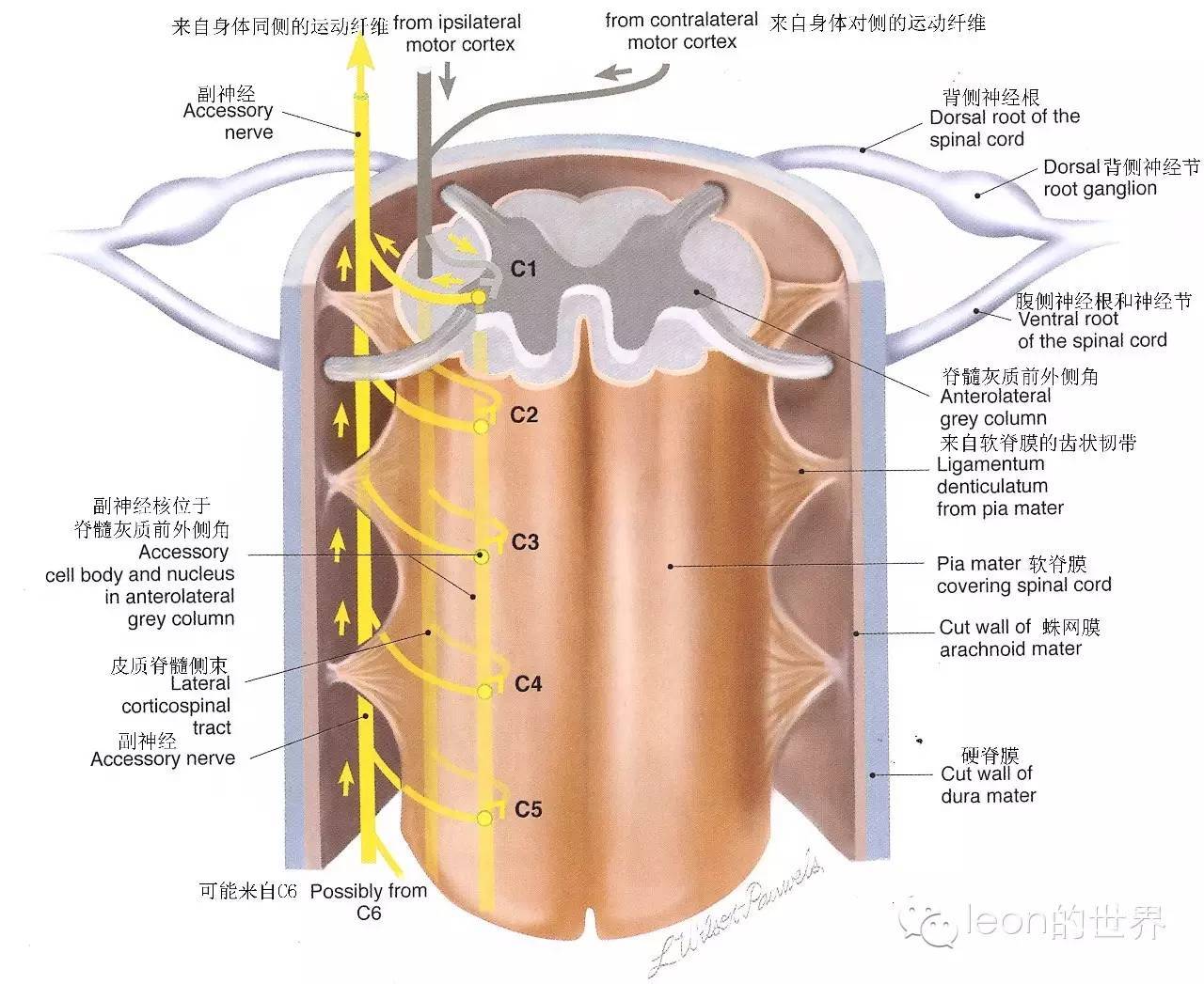 【雷霆解剖系列】副神经解剖及功能 脑医汇