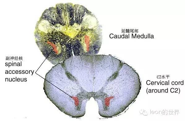 【雷霆解剖系列】副神经解剖及功能 脑医汇