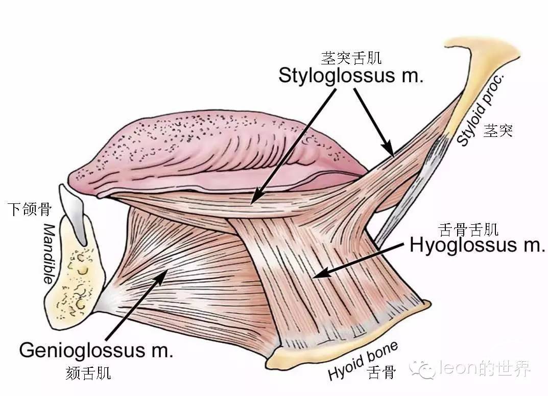 【雷霆解剖系列】舌下神经解剖和功能 脑医汇