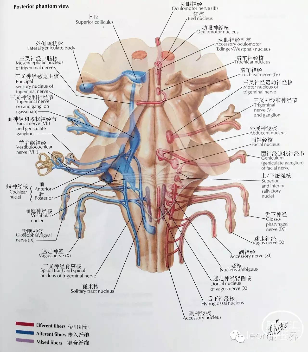 【雷霆解剖系列】舌下神经解剖和功能 脑医汇