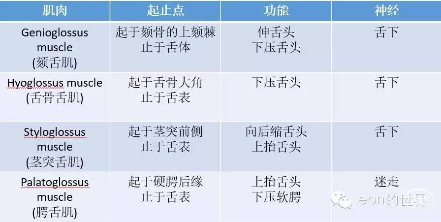 【雷霆解剖系列】舌下神经解剖和功能 脑医汇
