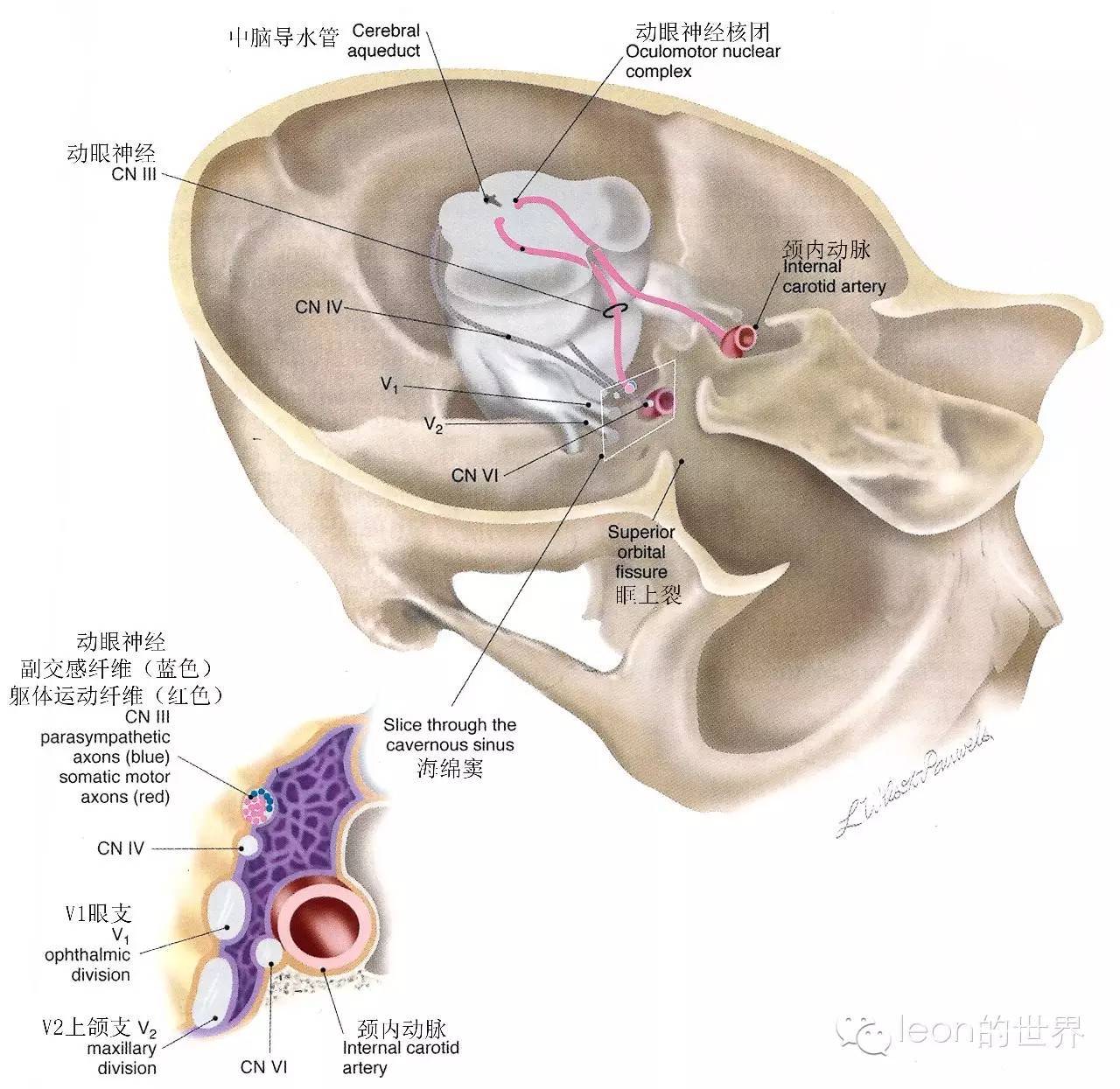 【雷霆解剖系列】动眼神经解剖通路及其功能 脑医汇