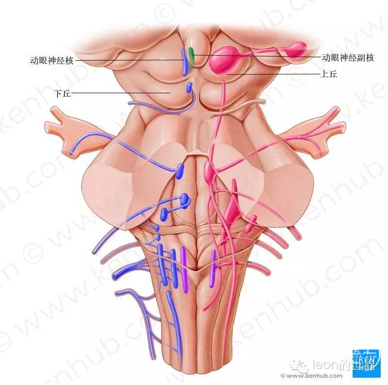 【雷霆解剖系列】动眼神经解剖通路及其功能 脑医汇