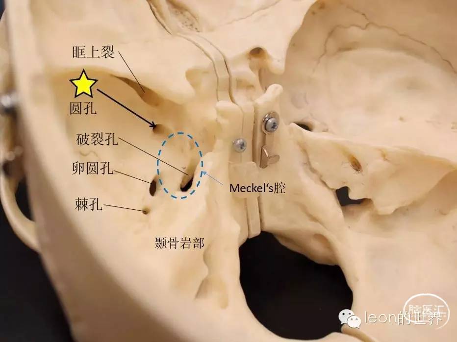 【雷霆解剖系列】三叉神经解剖及功能 脑医汇