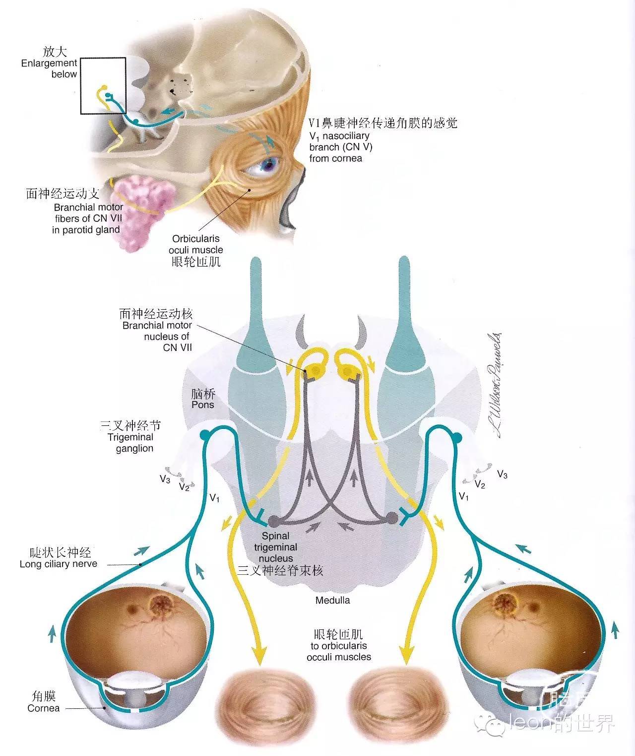 【雷霆解剖系列】三叉神经解剖及功能 脑医汇