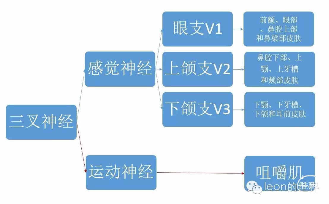【雷霆解剖系列】三叉神经解剖及功能 脑医汇