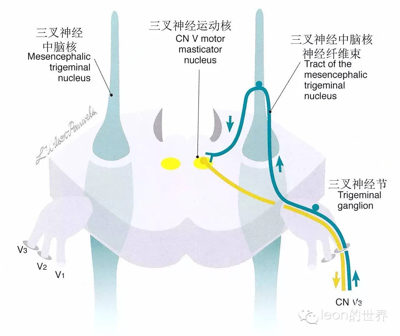 【雷霆解剖系列】三叉神经解剖及功能 脑医汇