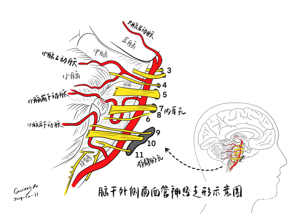 神外术中视角解剖手绘【Part 01】 - 脑医汇
