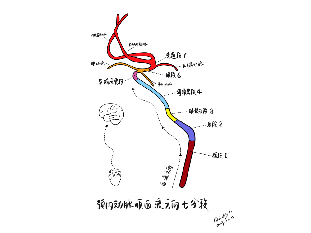 神外术中视角解剖手绘【Part 01】 - 脑医汇