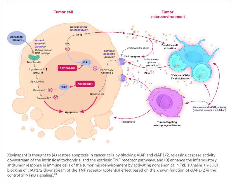 【风向标】口服小分子细胞凋亡蛋白抑制剂Xevinapant对复发性高级别胶质瘤的1期机会窗试验正式启动 - 脑医汇